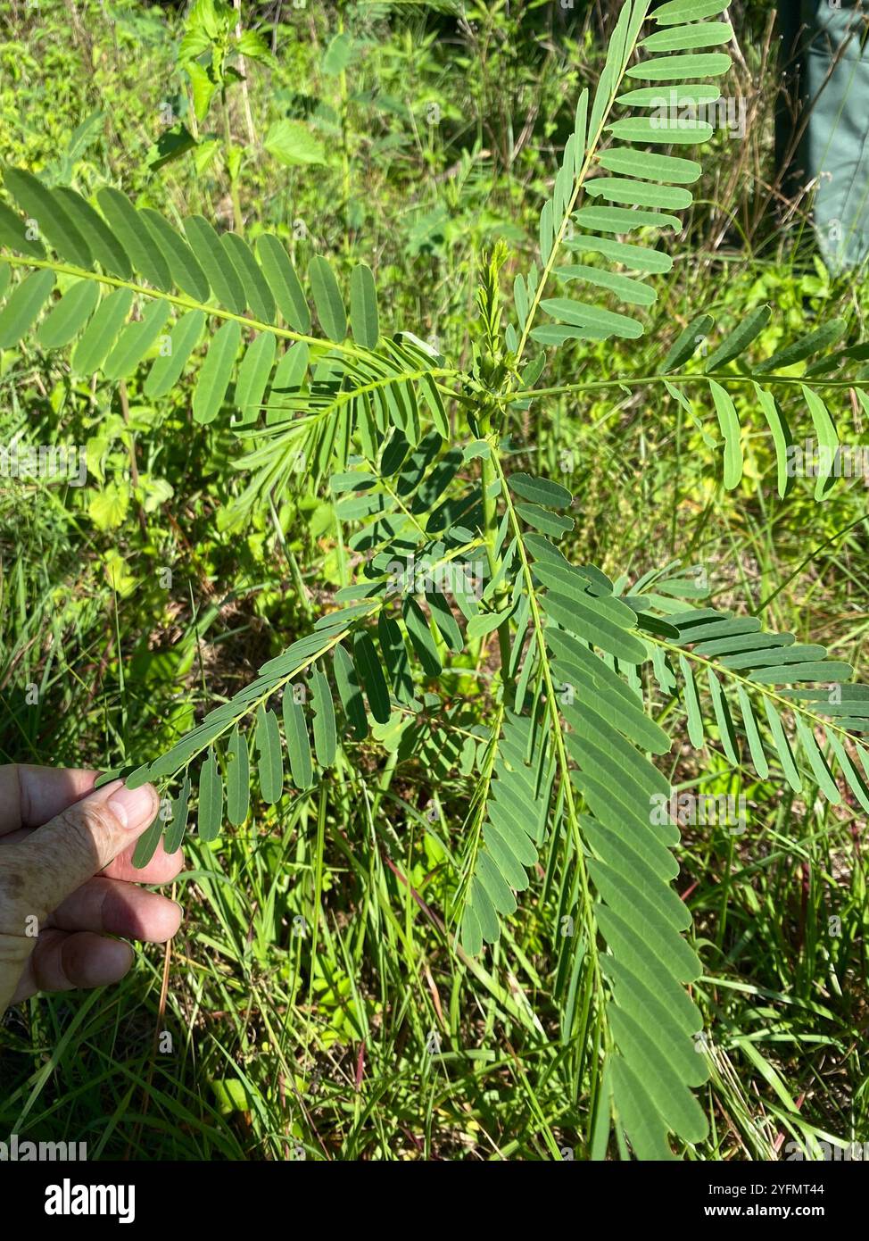 Rattlebush (Sesbania drummondii Stock Photo - Alamy