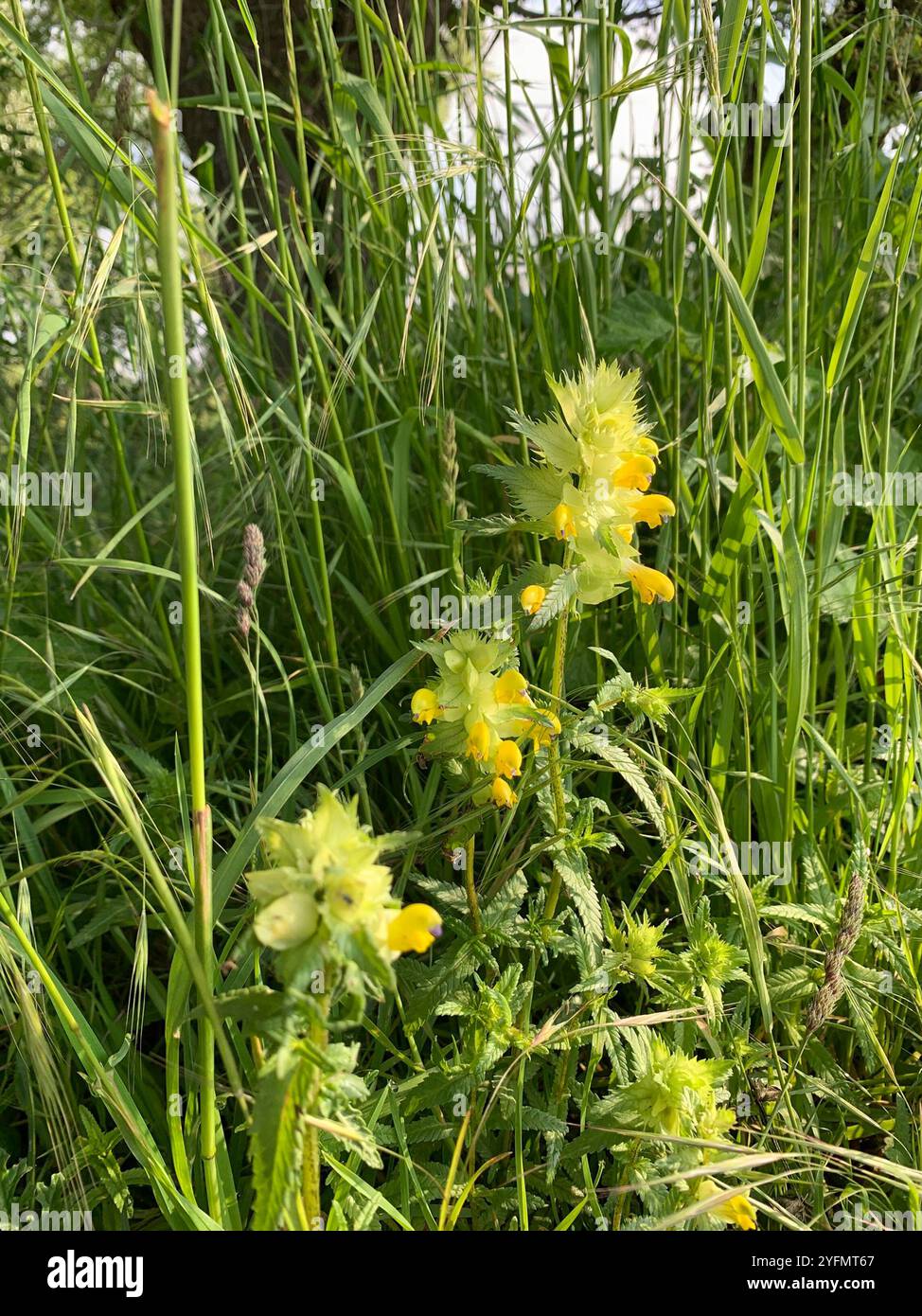 Greater Yellow-rattle (Rhinanthus serotinus Stock Photo - Alamy