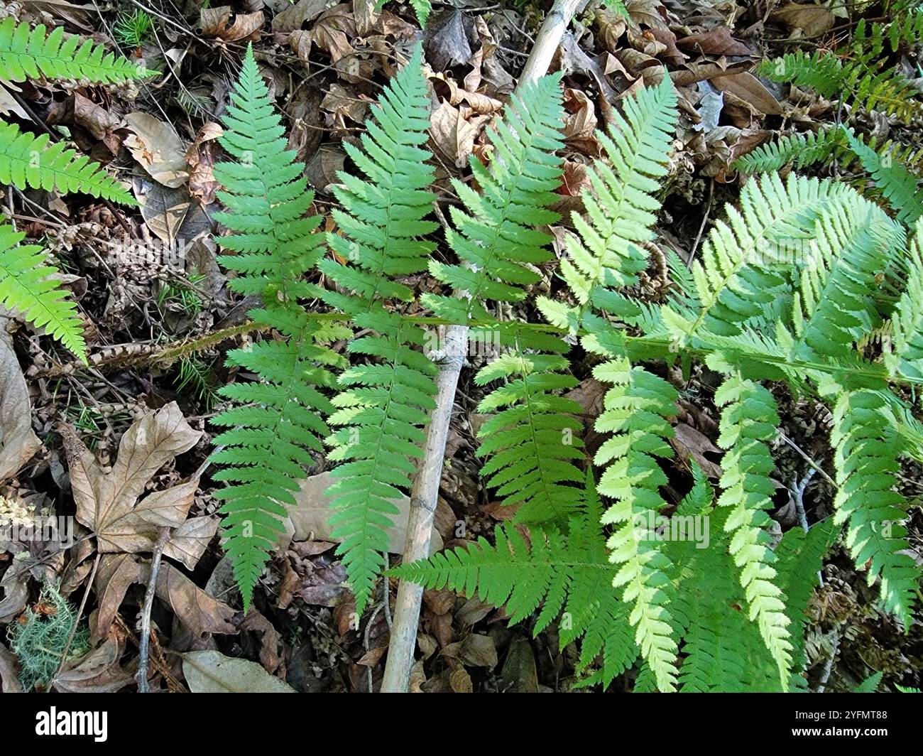 Dryopteris arguta hi-res stock photography and images - Alamy