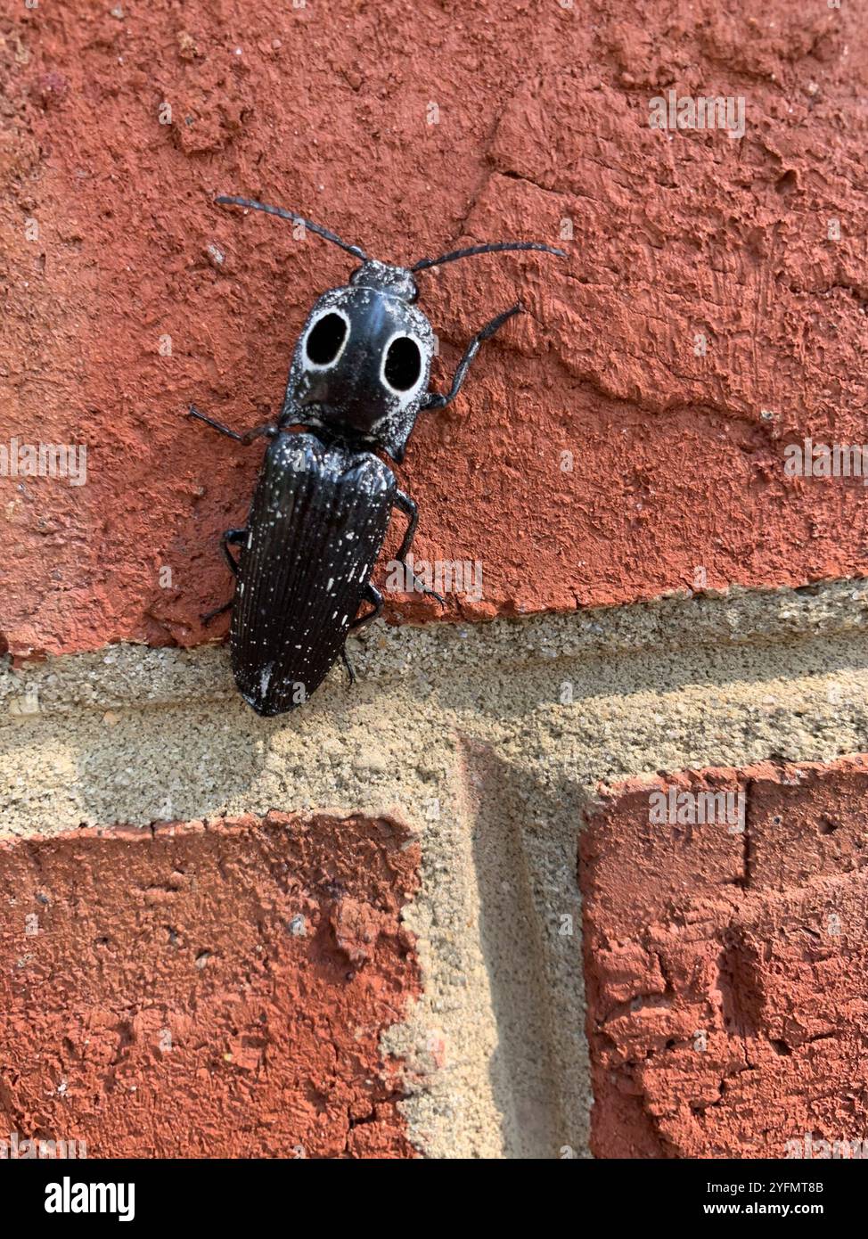 Eastern Eyed Click Beetle (Alaus oculatus Stock Photo - Alamy