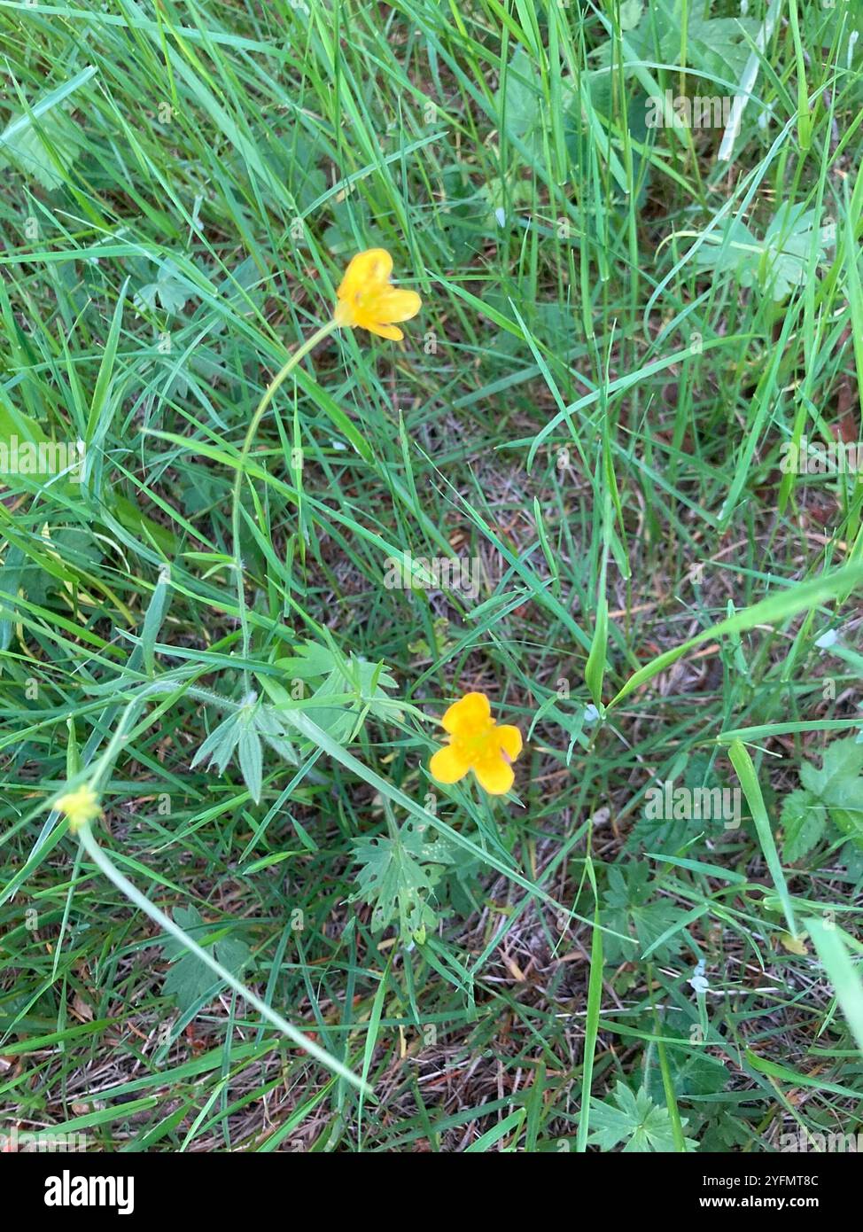 Western Buttercup (Ranunculus occidentalis Stock Photo - Alamy