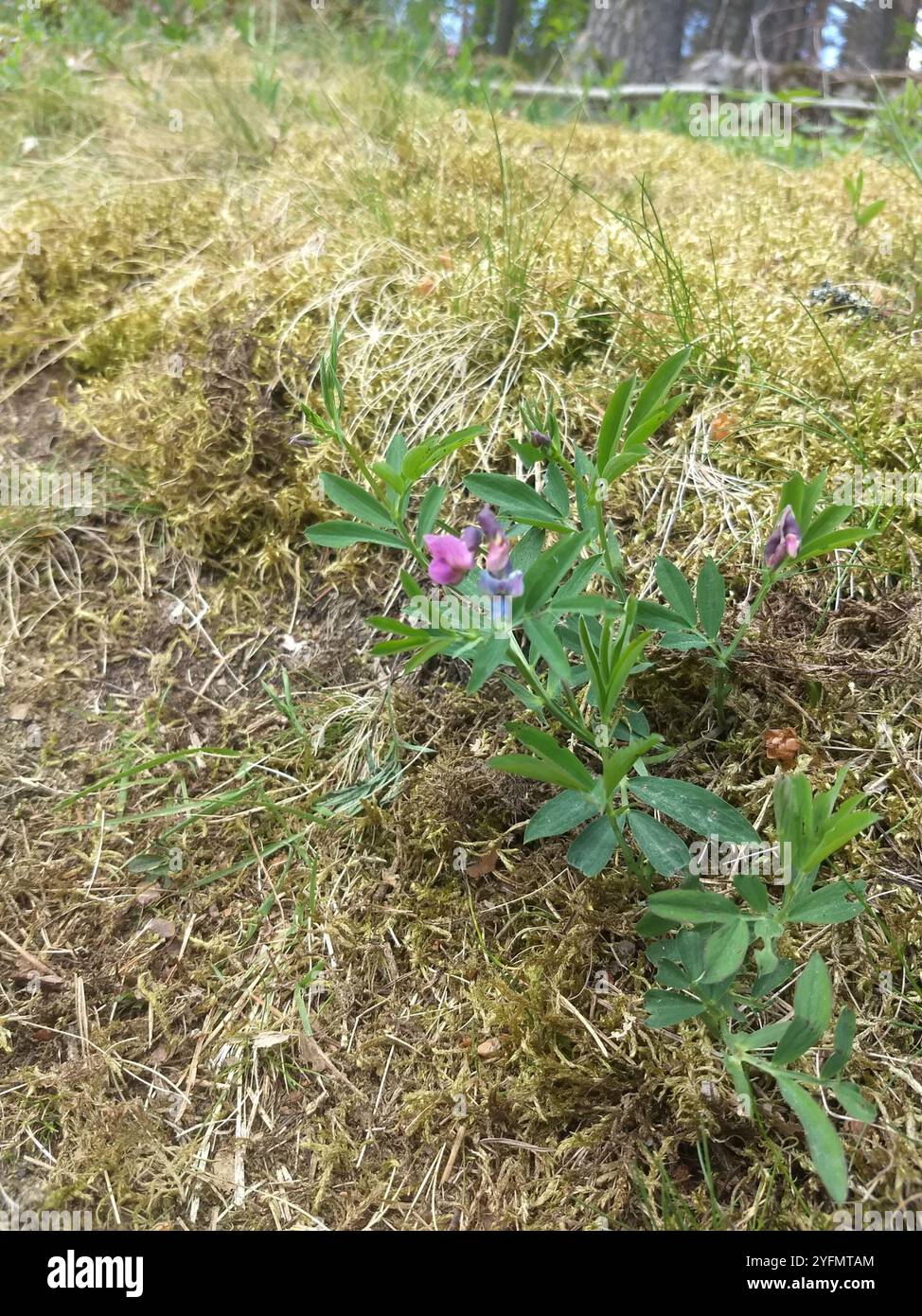 Bitter vetch lathyrus linifolius hi-res stock photography and images ...