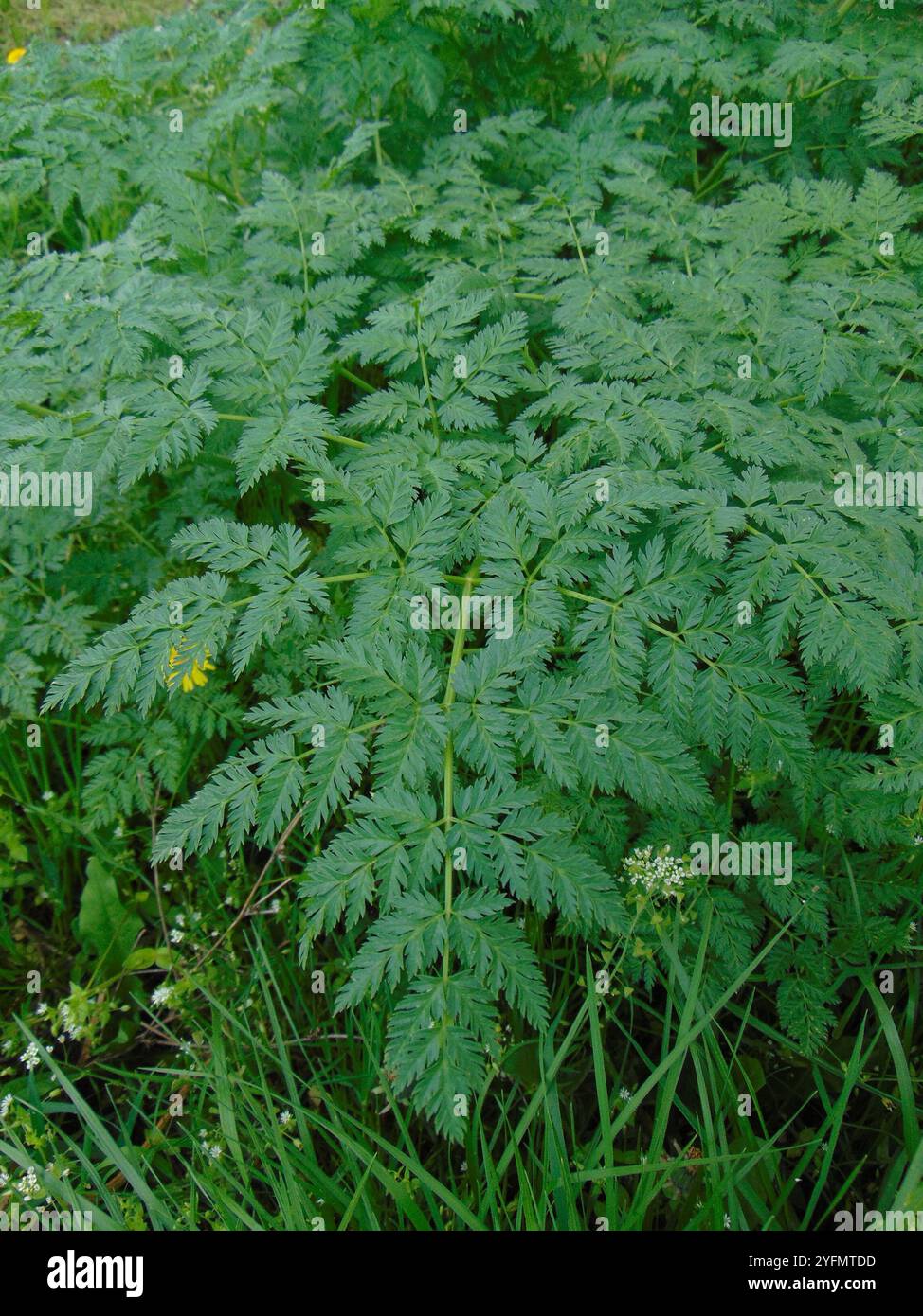 poison hemlock (Conium maculatum Stock Photo - Alamy
