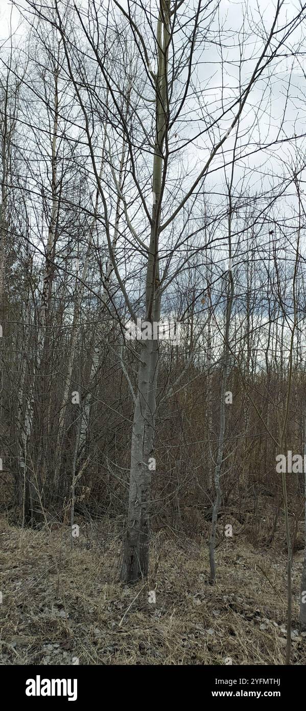 European aspen (Populus tremula Stock Photo - Alamy