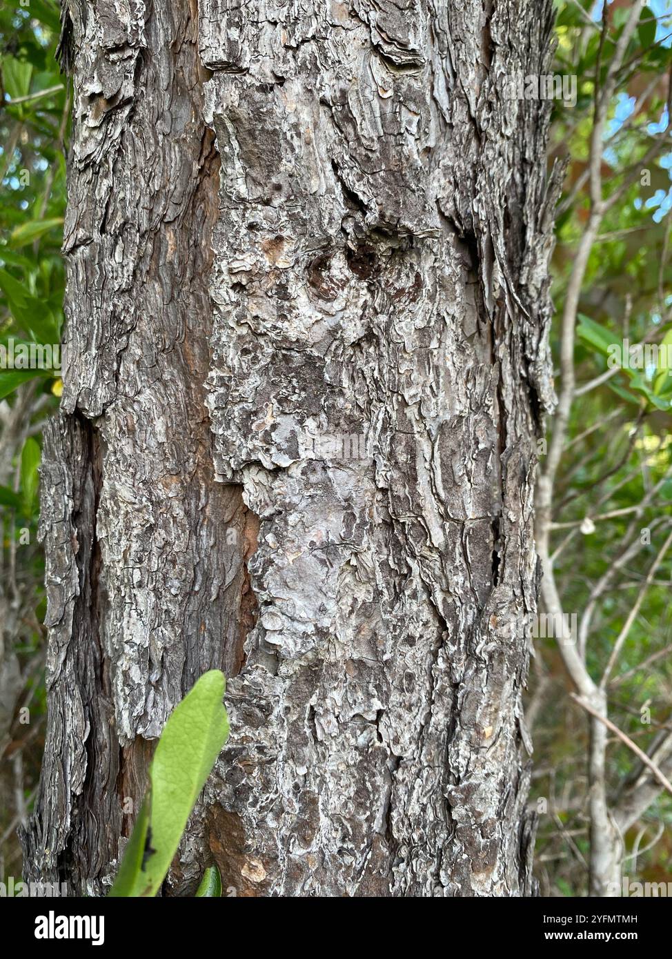 Typical Slash Pine (Pinus elliottii elliottii Stock Photo - Alamy