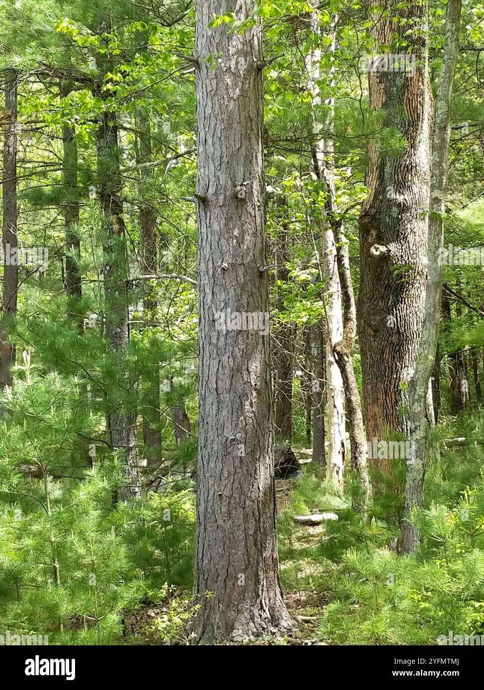 red pine (Pinus resinosa Stock Photo - Alamy