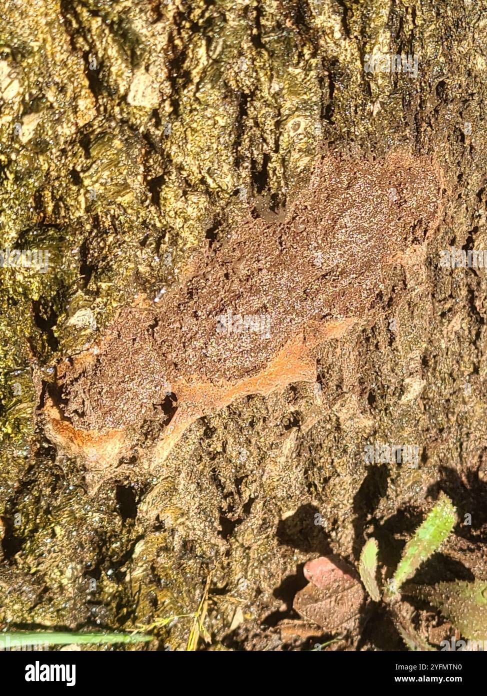 true slime molds (Myxomycetes Stock Photo - Alamy