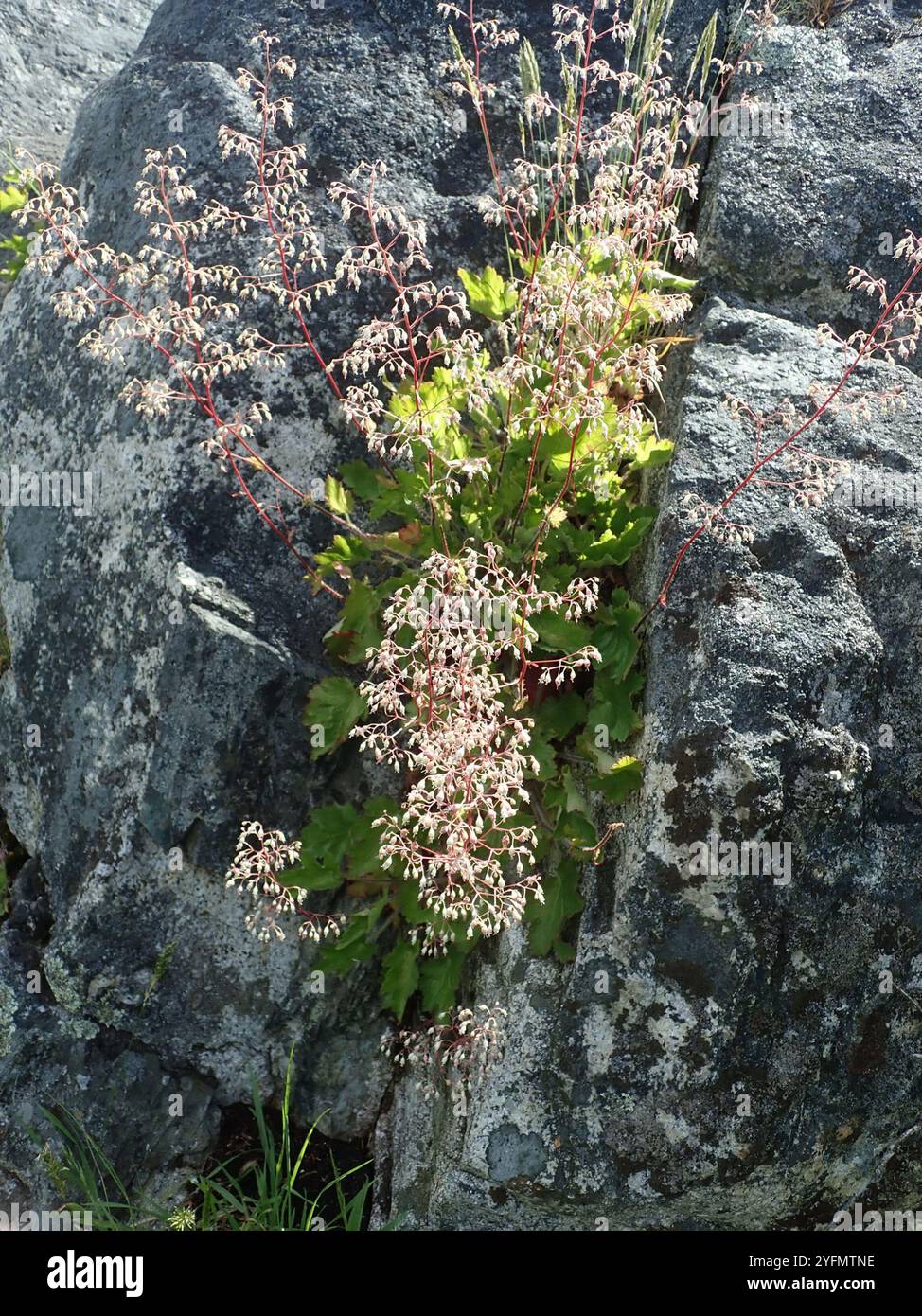 crevice alumroot (Heuchera micrantha Stock Photo - Alamy