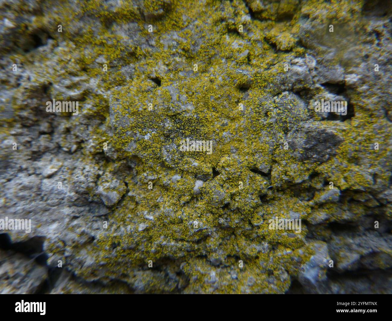 Sulphur Dust Lichen (Chrysothrix chlorina Stock Photo - Alamy