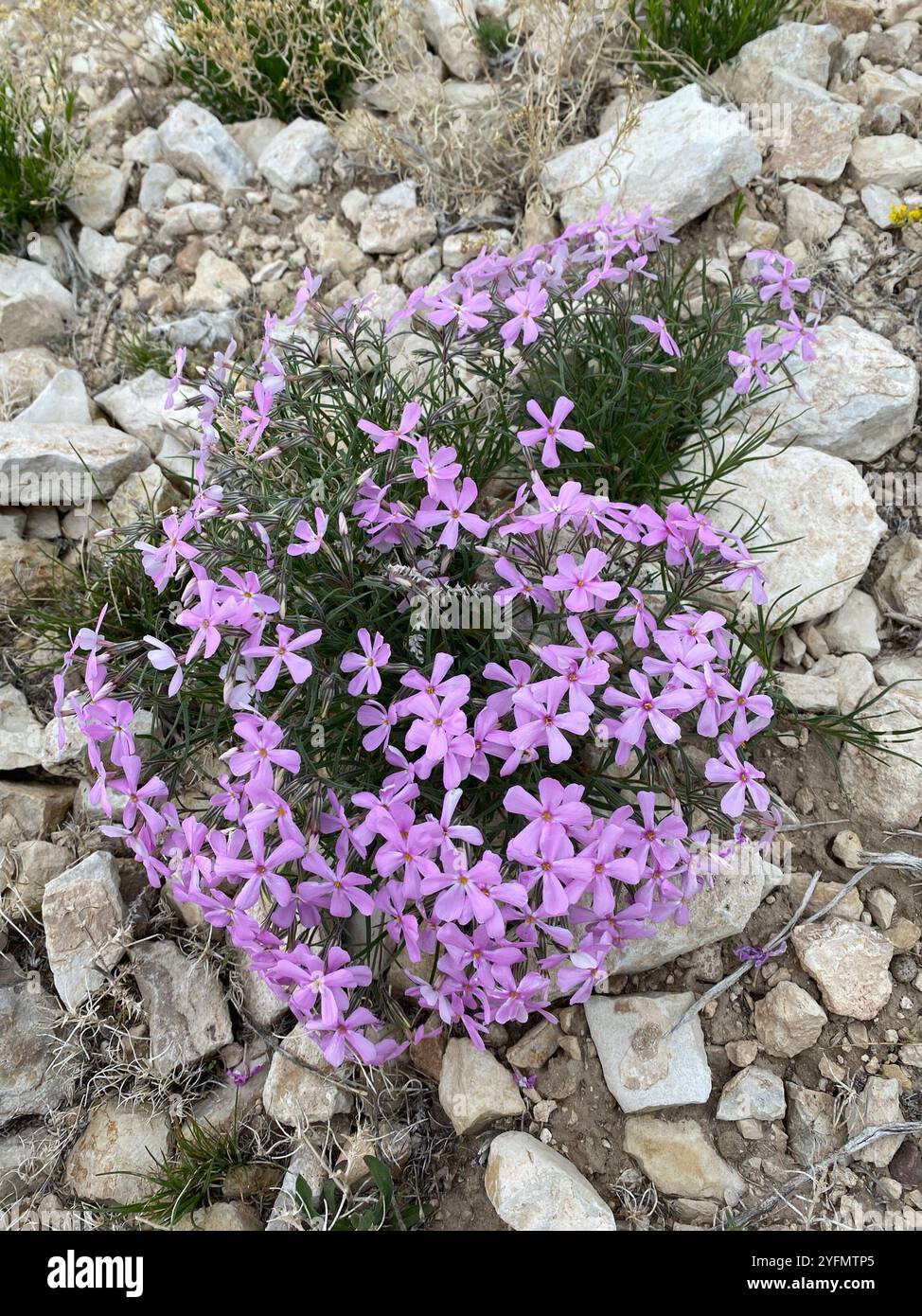 Longleaf Phlox (Phlox longifolia Stock Photo - Alamy