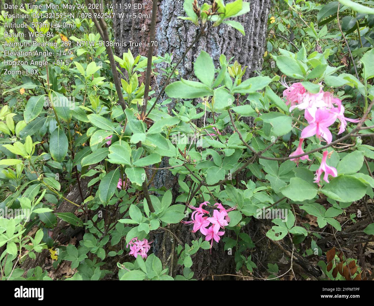 early azalea (Rhododendron prinophyllum Stock Photo - Alamy