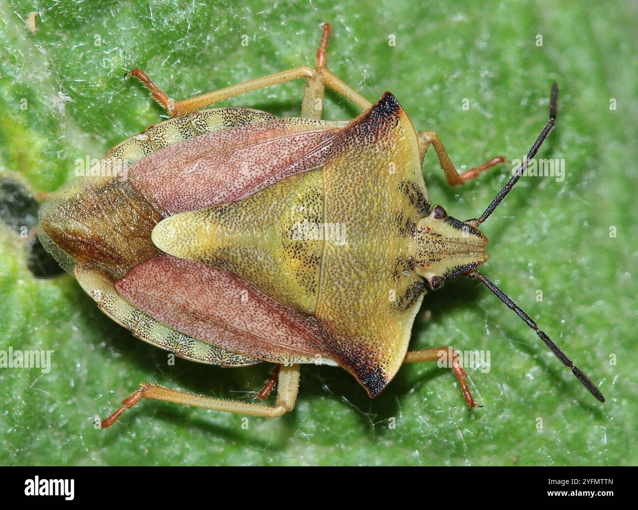 northern fruit bug (Carpocoris fuscispinus Stock Photo - Alamy