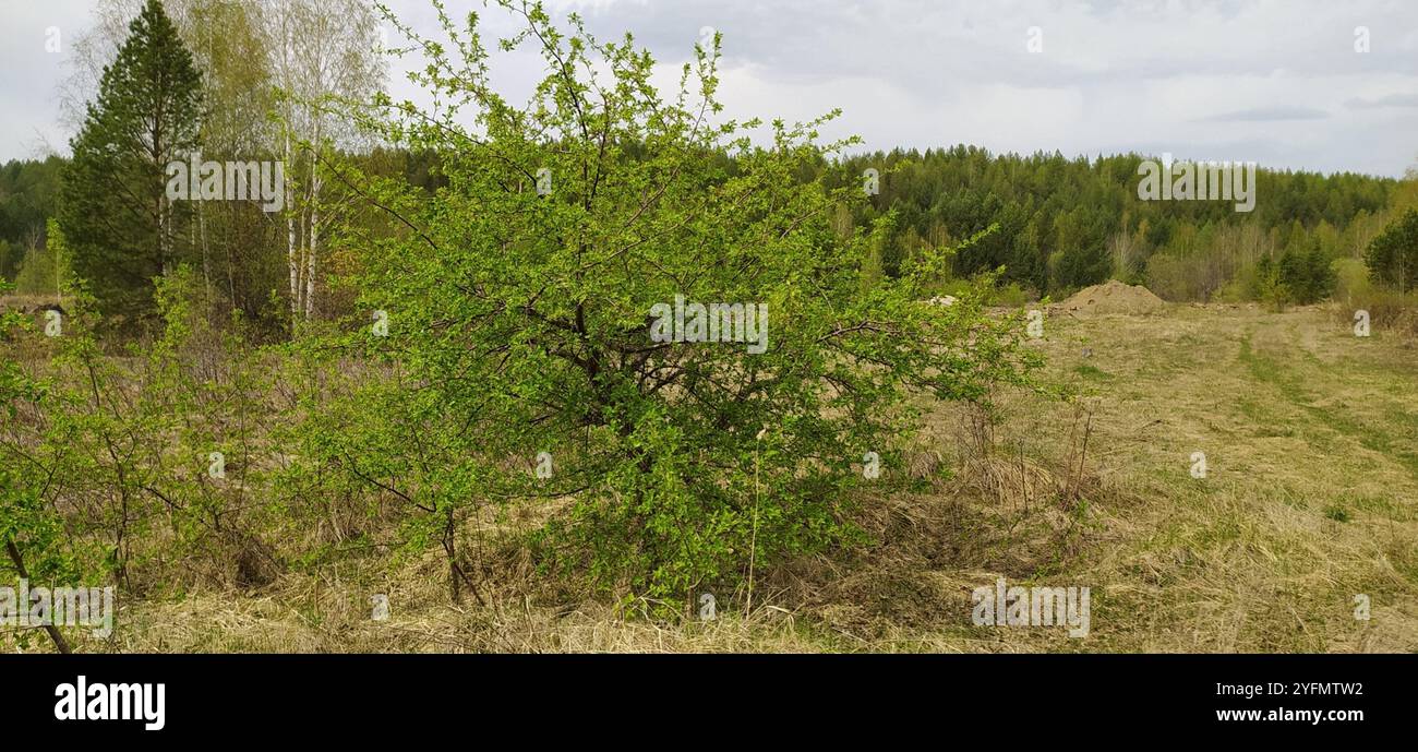 Siberian crabapple (Malus baccata Stock Photo - Alamy