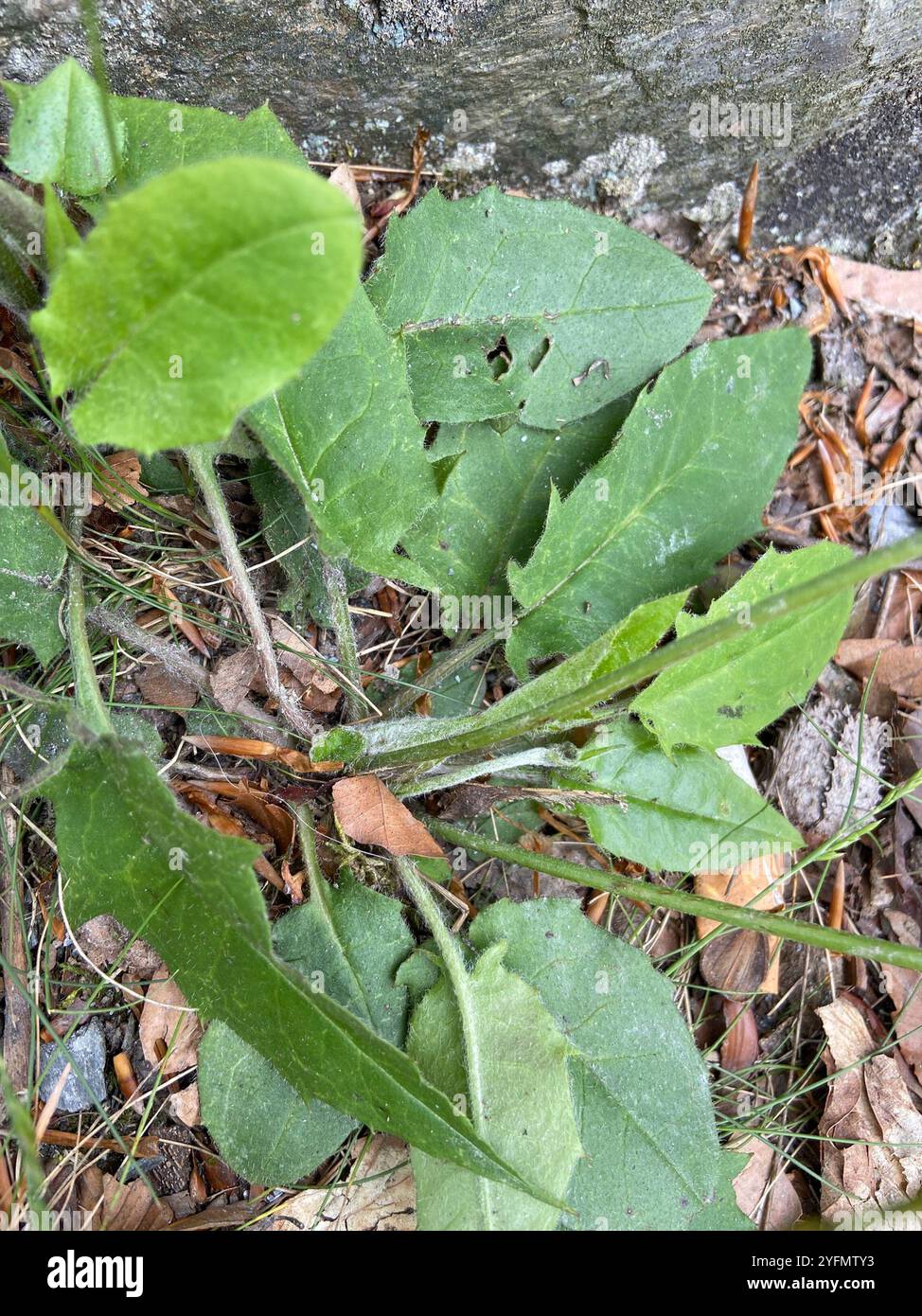 Wall hawkweed (Hieracium murorum Stock Photo - Alamy