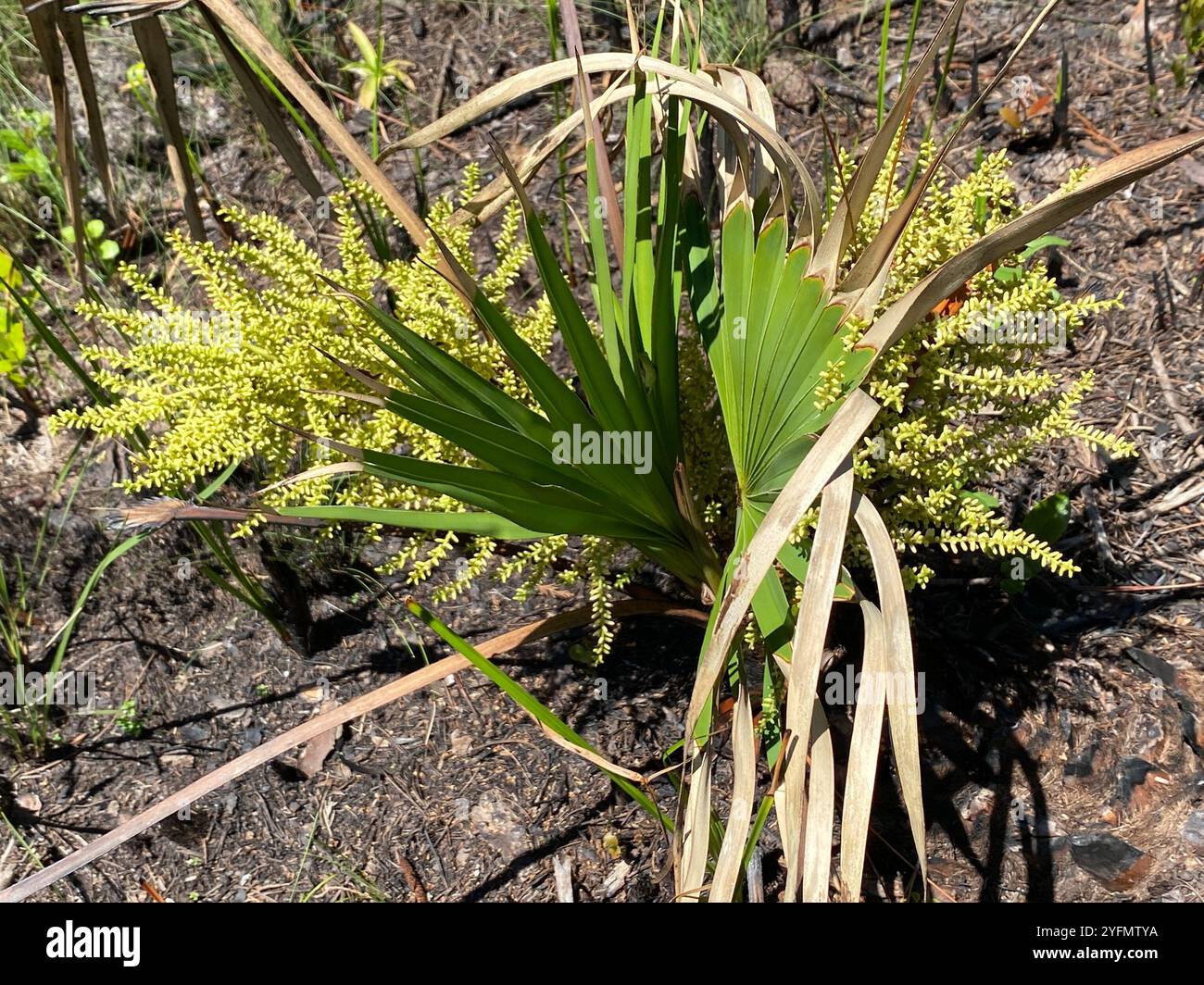 saw palmetto (Serenoa repens Stock Photo - Alamy