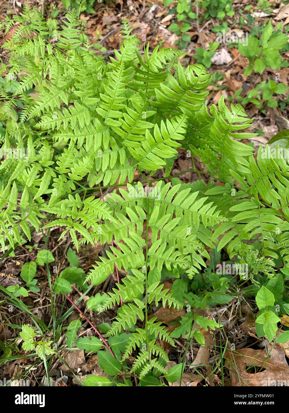 common bracken (Pteridium aquilinum Stock Photo - Alamy