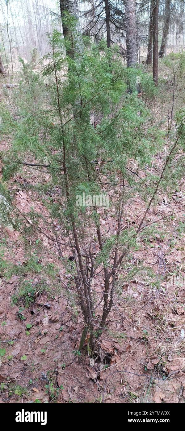 common juniper (Juniperus communis Stock Photo - Alamy