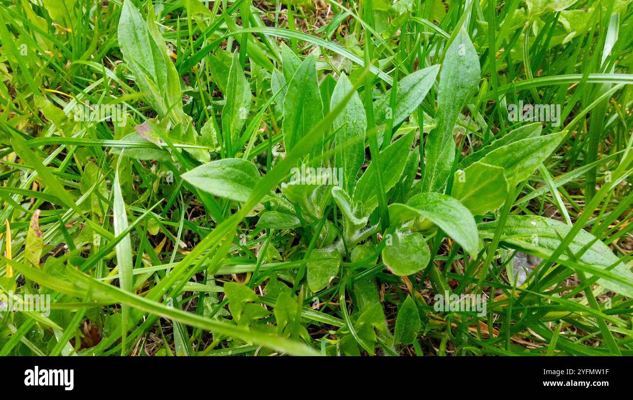 evening lychnis (Silene latifolia alba Stock Photo - Alamy