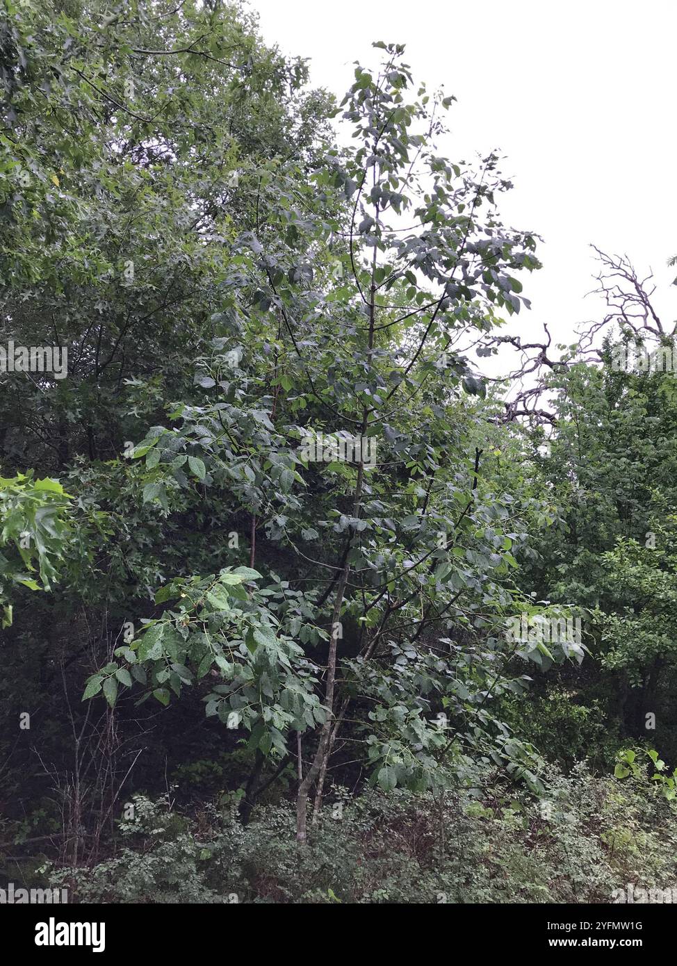 Texas ash (Fraxinus albicans Stock Photo - Alamy