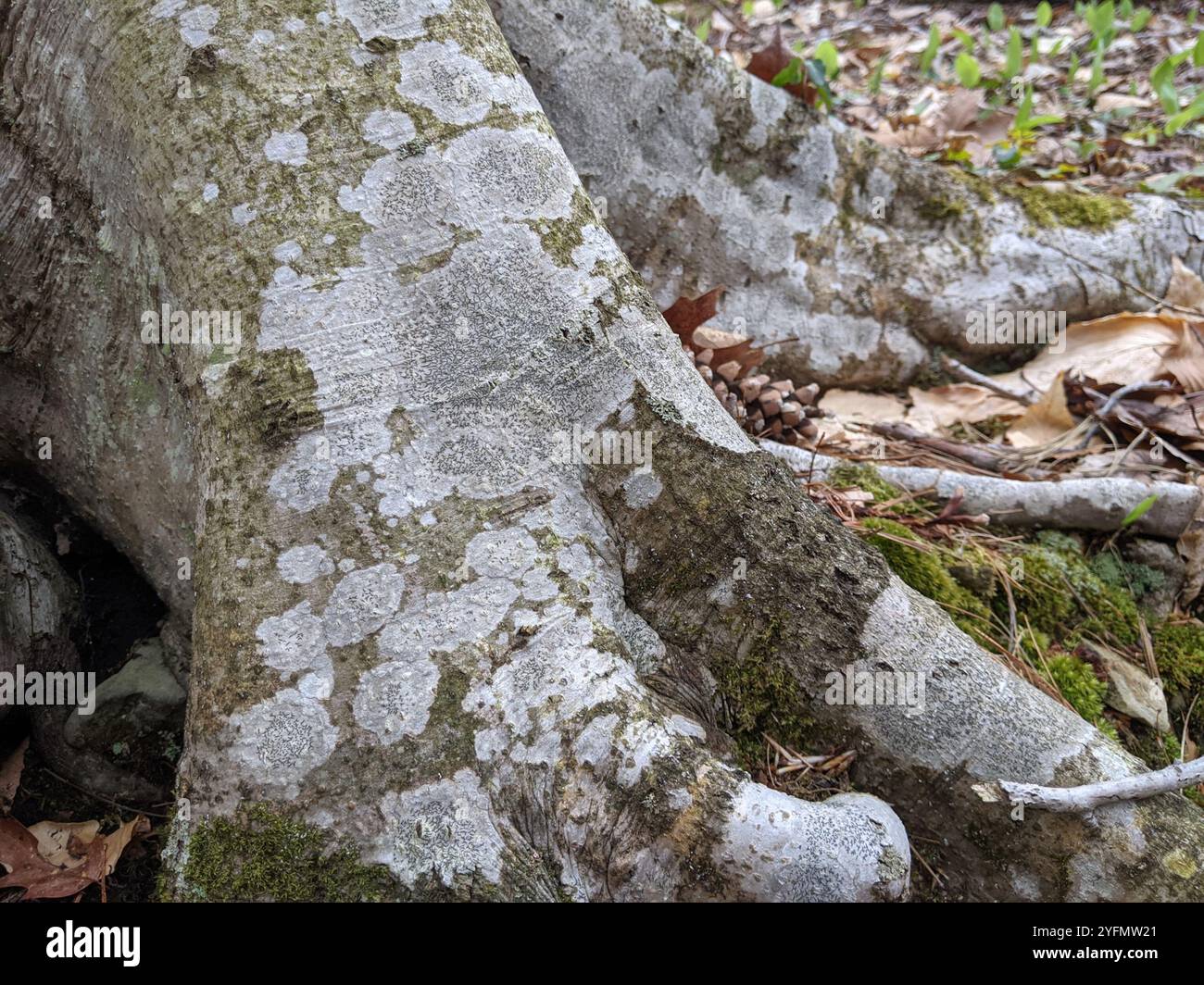 Common Script Lichen (Graphis scripta Stock Photo - Alamy