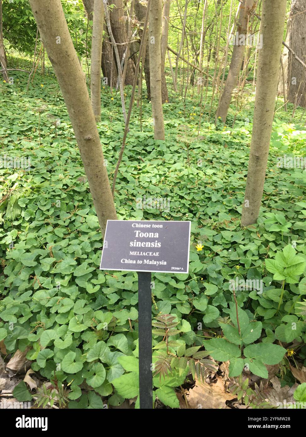 Tun tree (Toona sinensis Stock Photo - Alamy