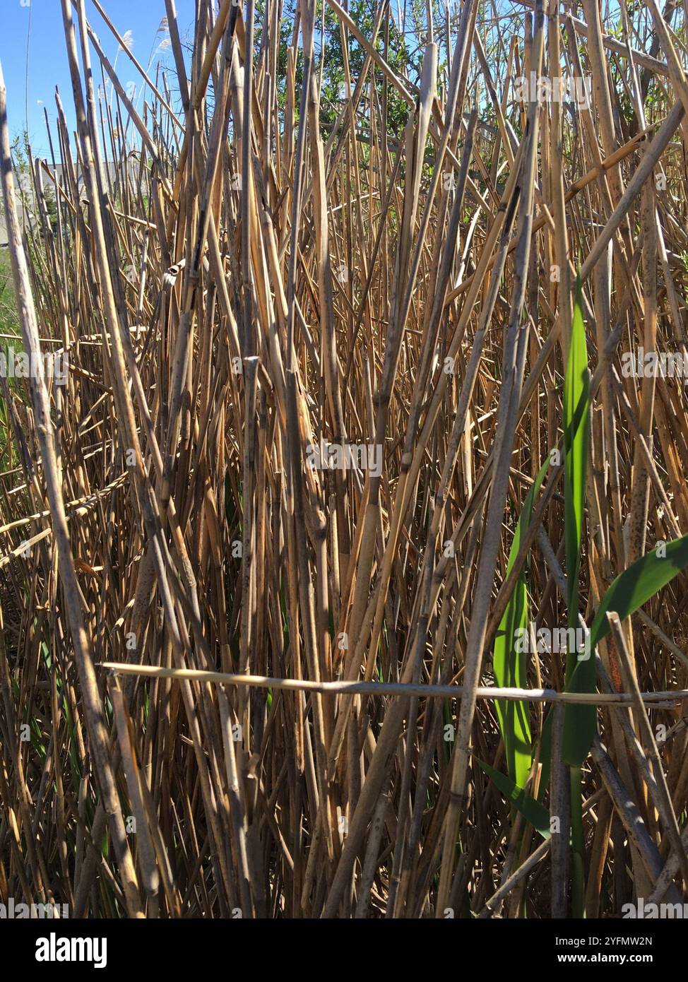grasses, sedges, cattails, and allies (Poales Stock Photo - Alamy