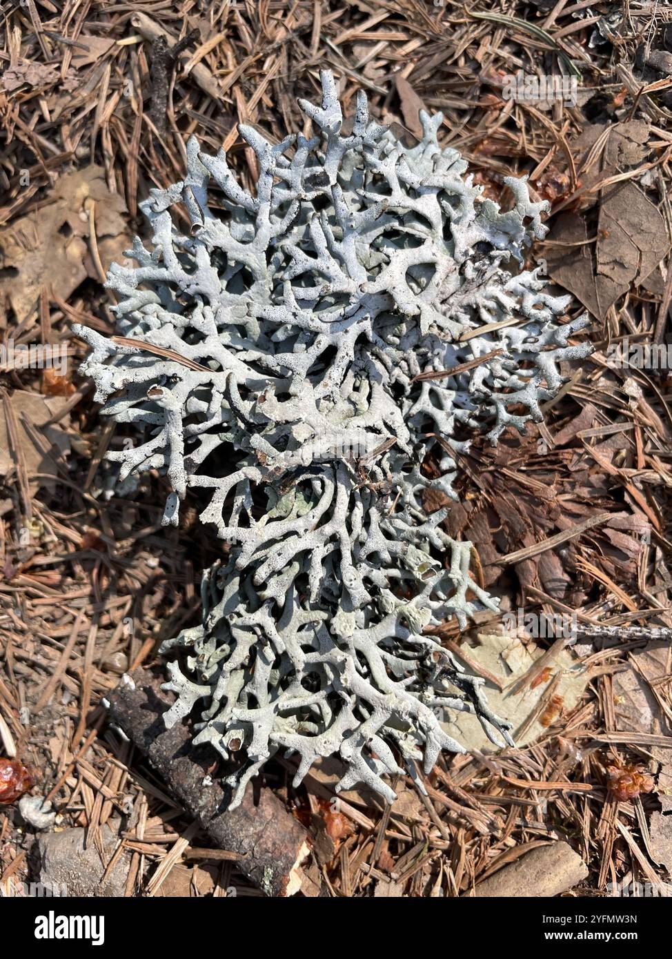 Tube Lichens (Hypogymnia Stock Photo - Alamy