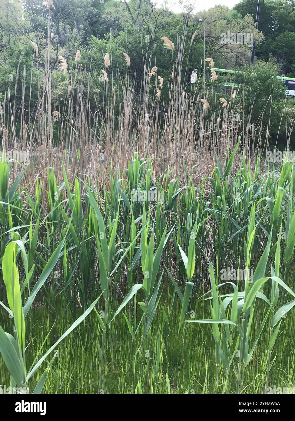 European reed (Phragmites australis australis Stock Photo - Alamy