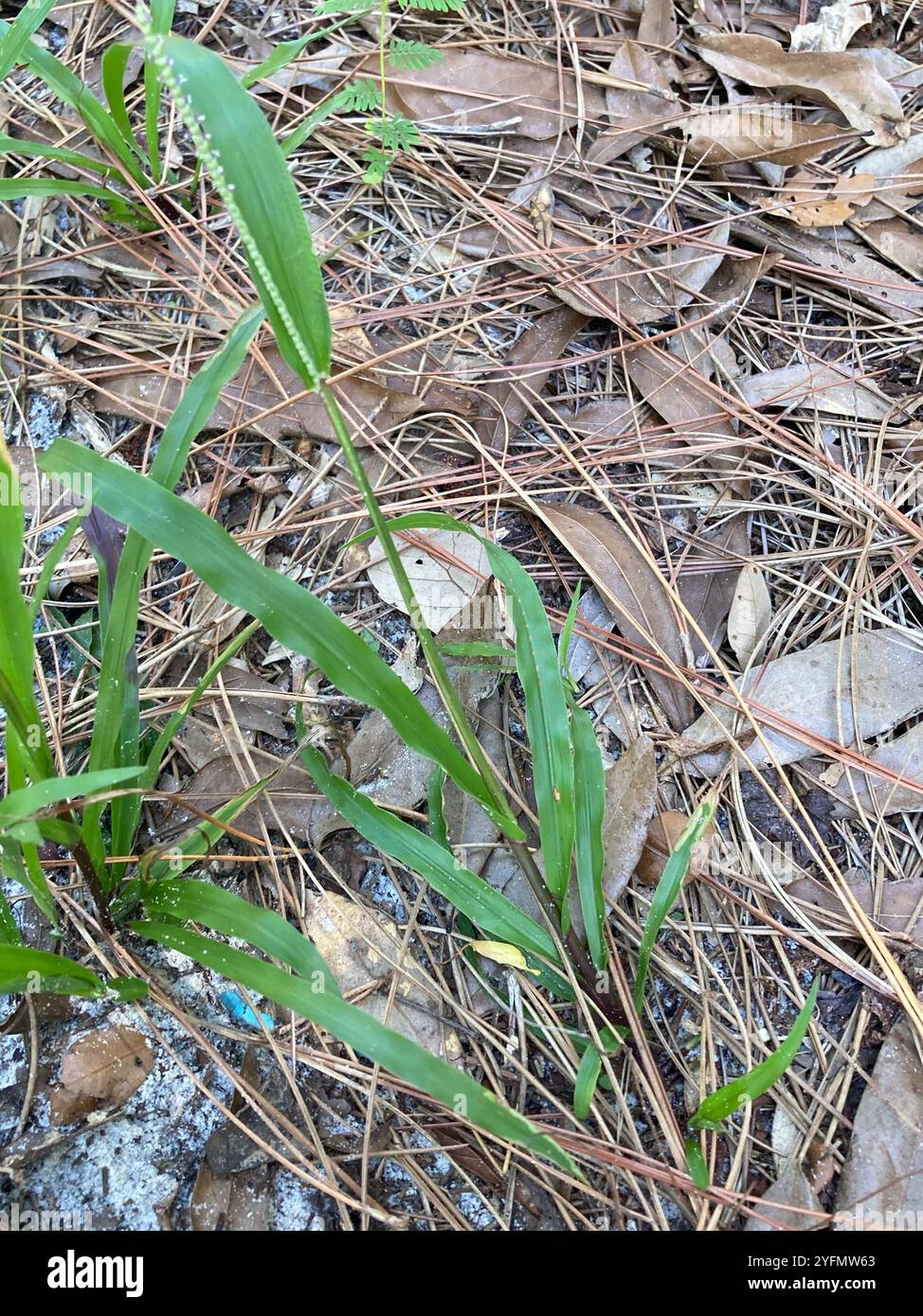 Thin Paspalum (Paspalum setaceum Stock Photo - Alamy