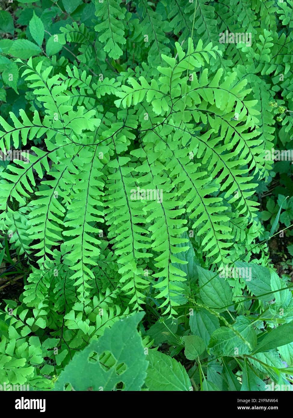 northern maidenhair fern (Adiantum pedatum Stock Photo - Alamy