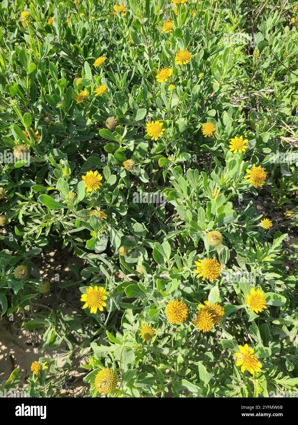 sea ox-eye (Borrichia frutescens Stock Photo - Alamy