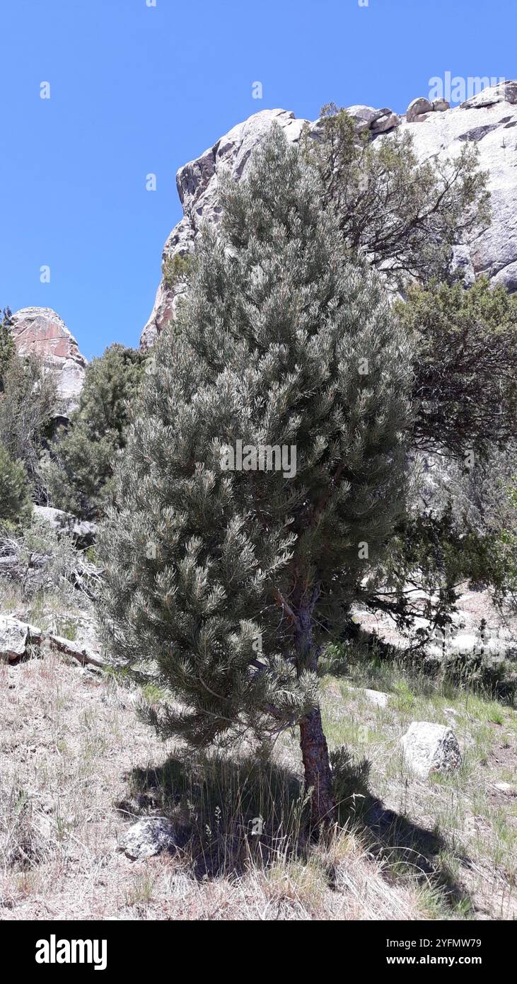singleleaf pinyon (Pinus monophylla Stock Photo - Alamy