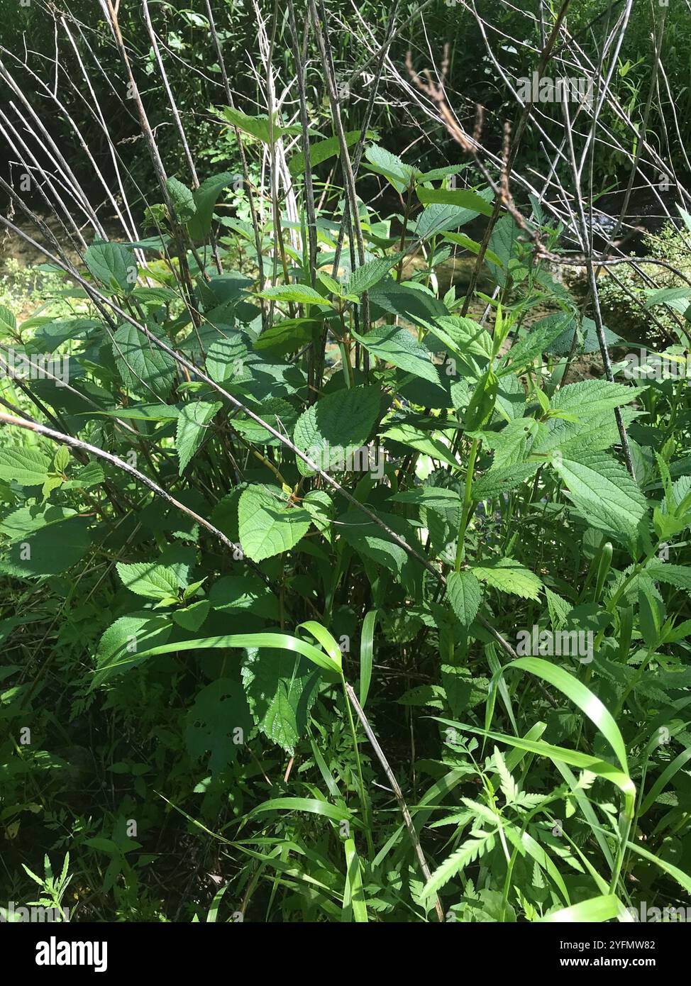 false nettle (Boehmeria cylindrica Stock Photo - Alamy