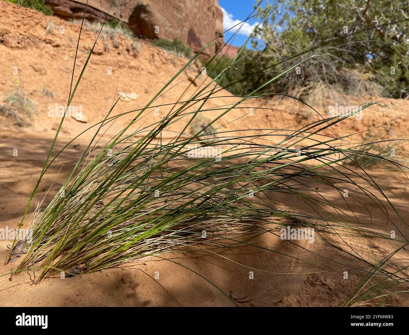 Sand Ricegrass (Eriocoma hymenoides Stock Photo - Alamy