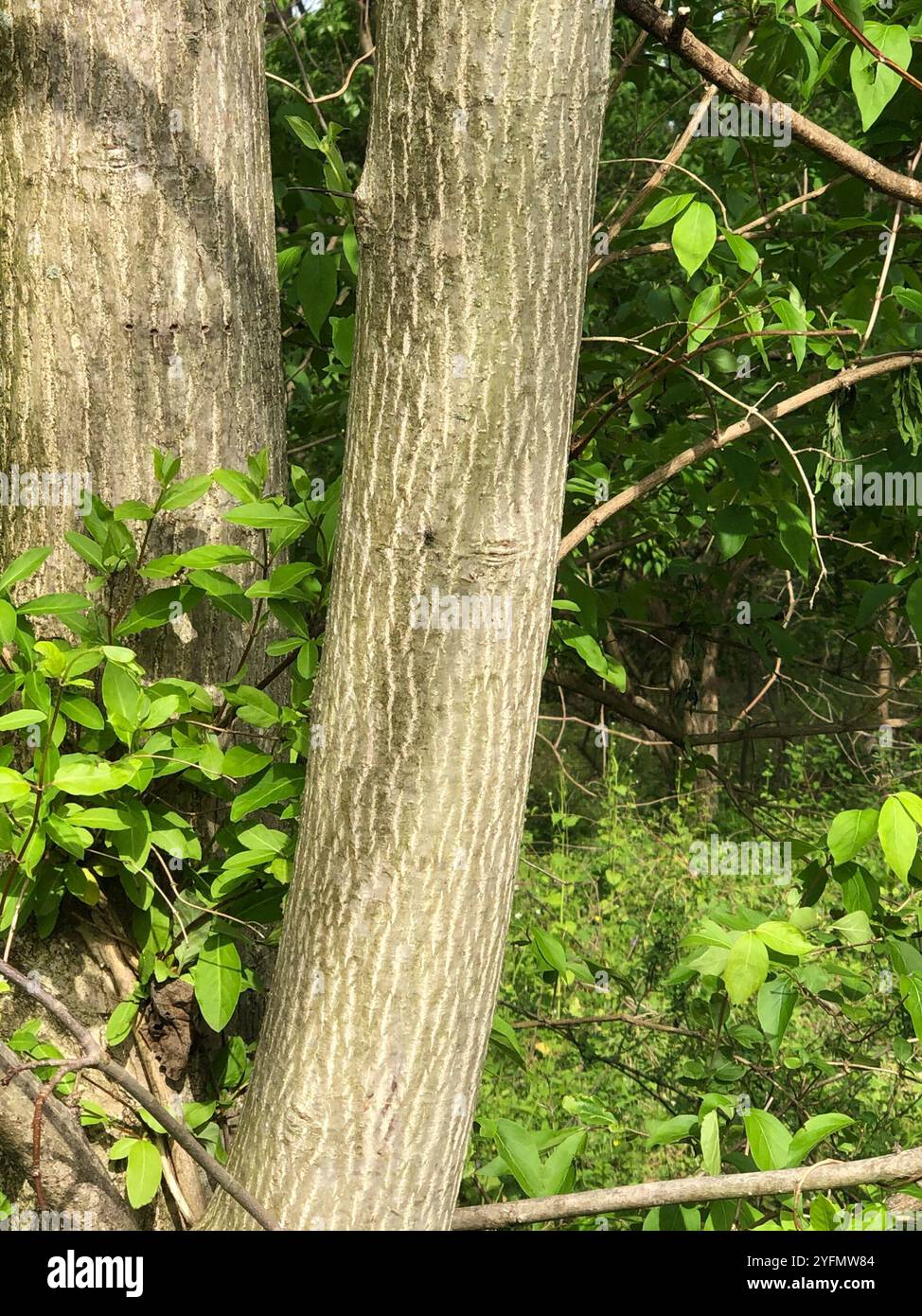 bitternut hickory (Carya cordiformis Stock Photo - Alamy