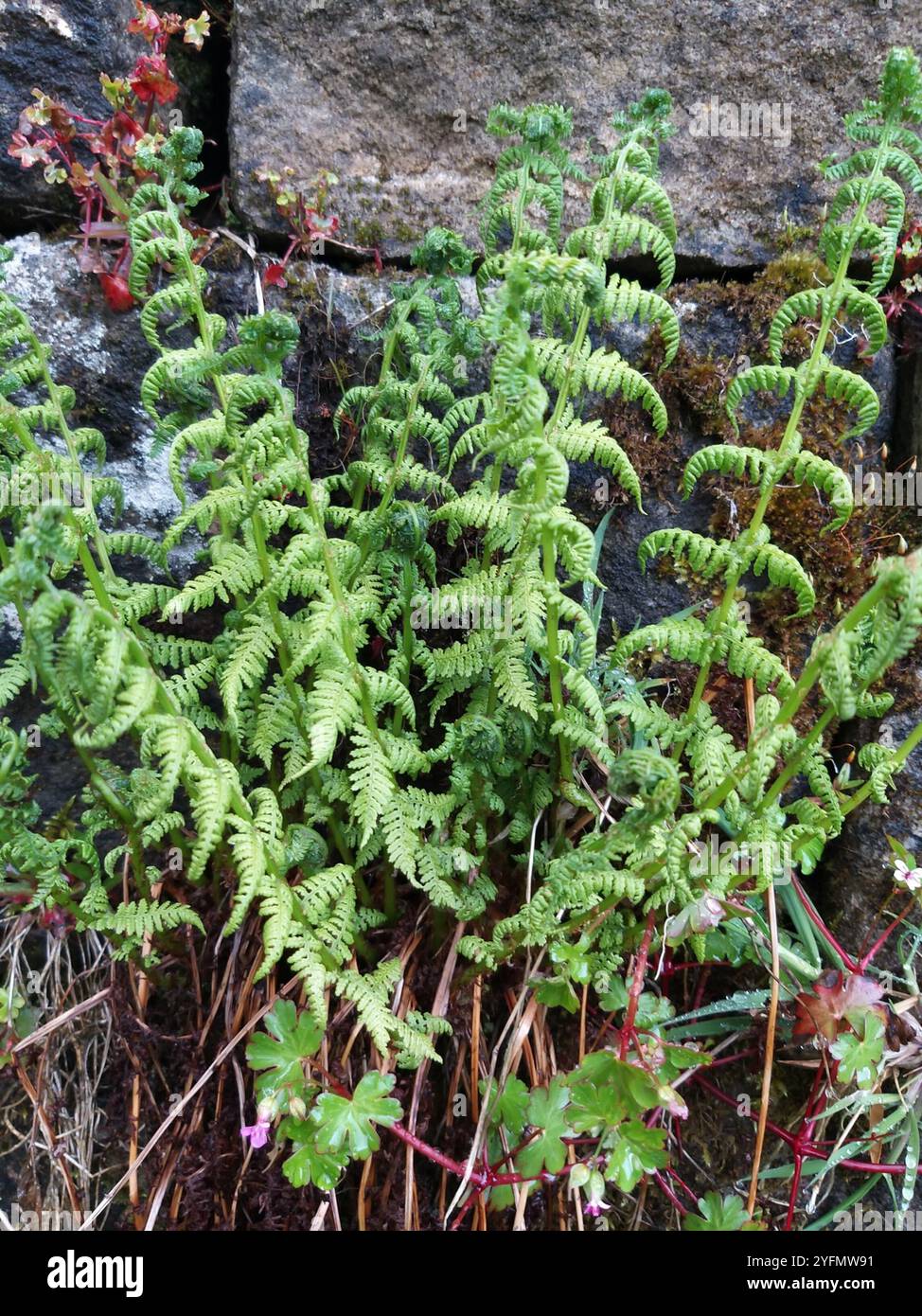 lady fern (Athyrium filix-femina Stock Photo - Alamy