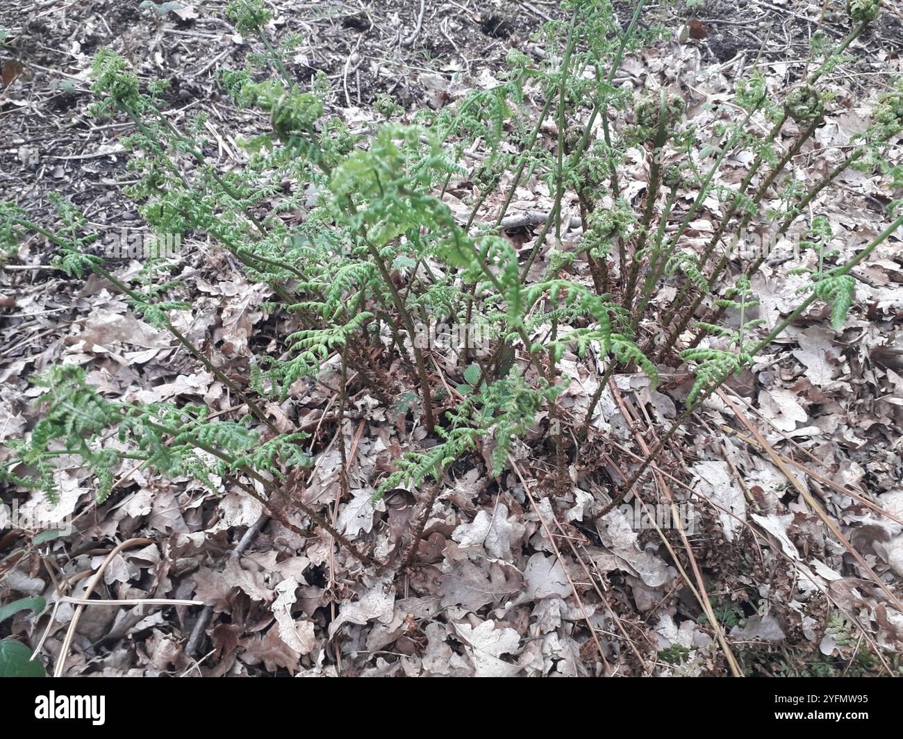 broad buckler-fern (Dryopteris dilatata Stock Photo - Alamy