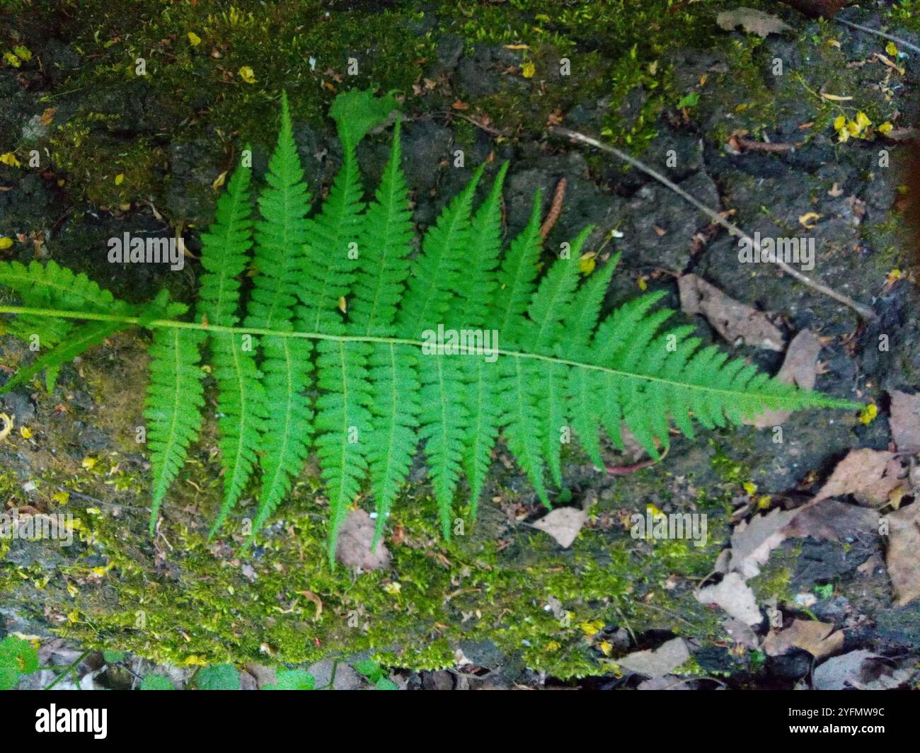 spinulose wood fern (Dryopteris carthusiana Stock Photo - Alamy