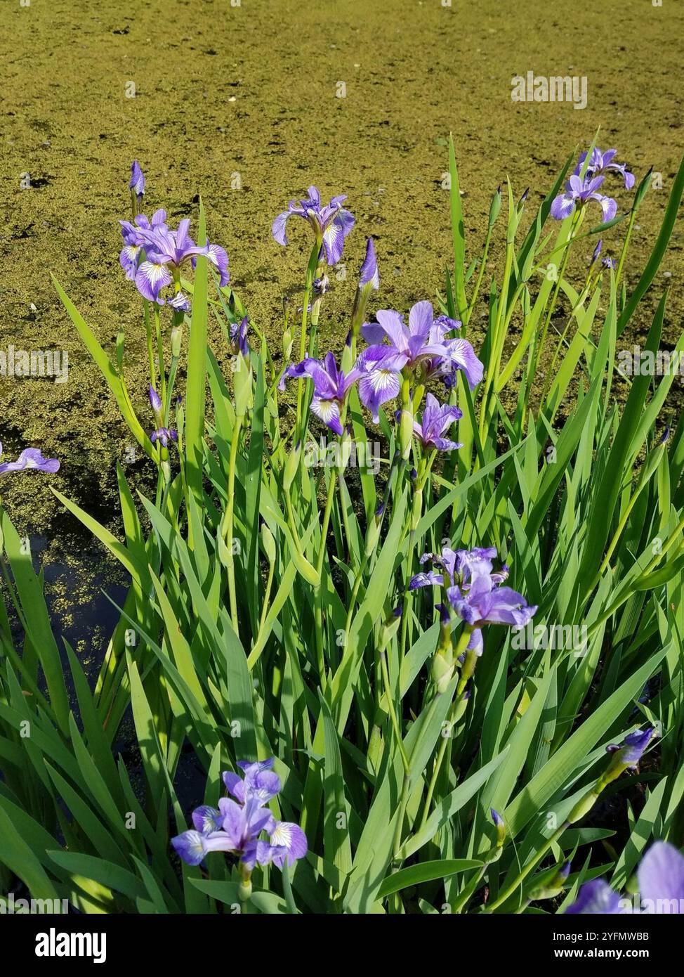 northern blue flag (Iris versicolor Stock Photo - Alamy
