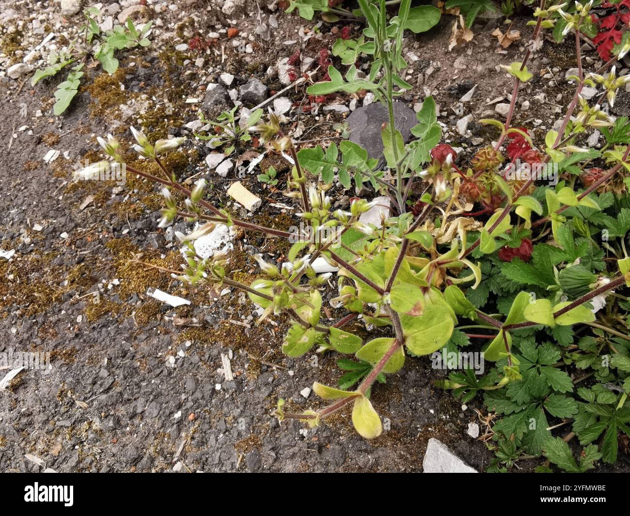 Sticky mouse-ear chickweed (Cerastium glomeratum Stock Photo - Alamy