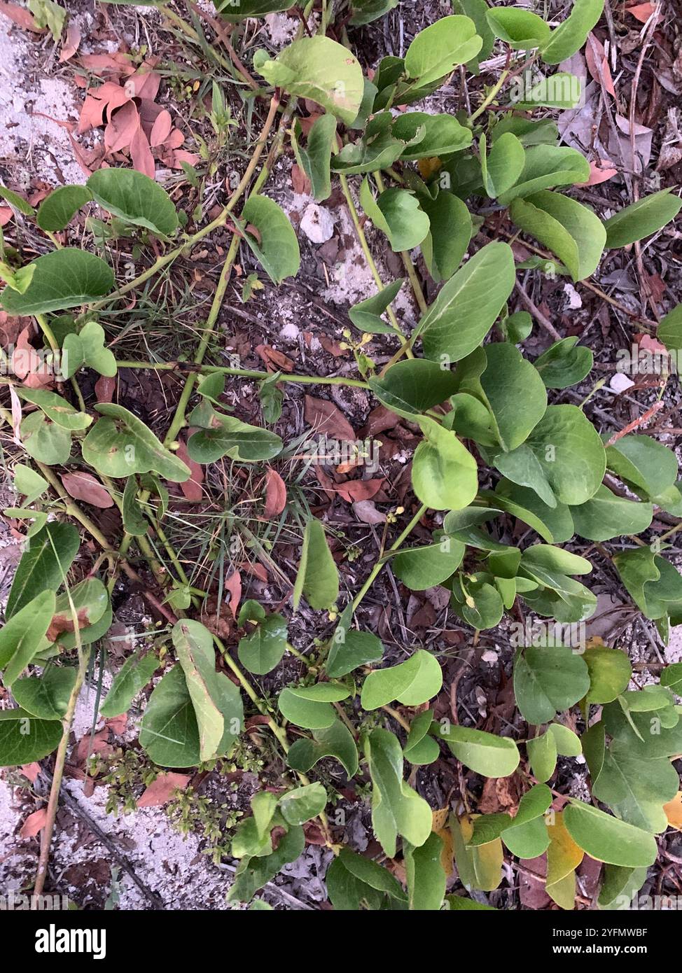 Beach Bean (Canavalia rosea Stock Photo - Alamy