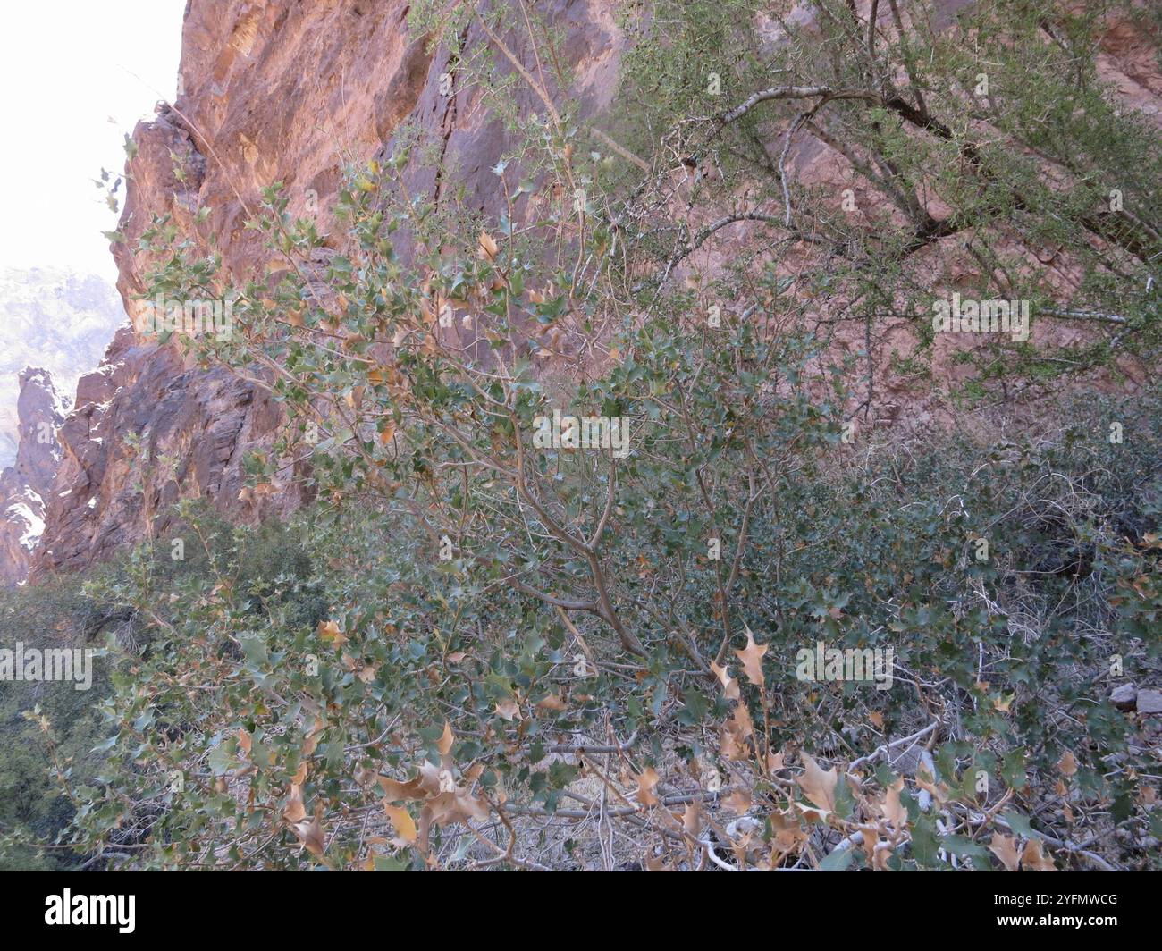 Ajo Mountain scrub oak (Quercus ajoensis Stock Photo - Alamy