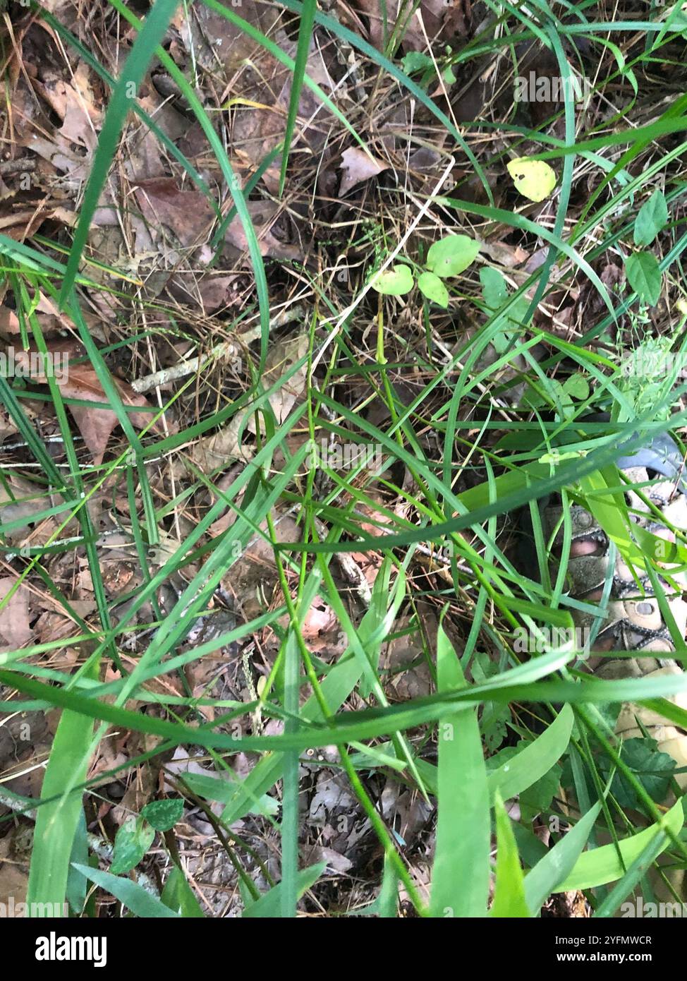Clustered Fescue (Festuca paradoxa Stock Photo - Alamy