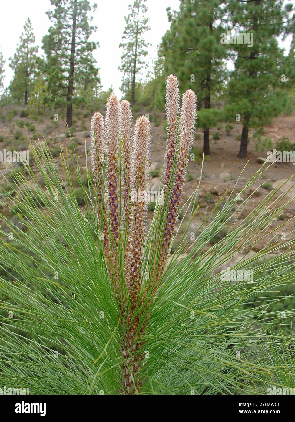 Canary Island pine (Pinus canariensis Stock Photo - Alamy