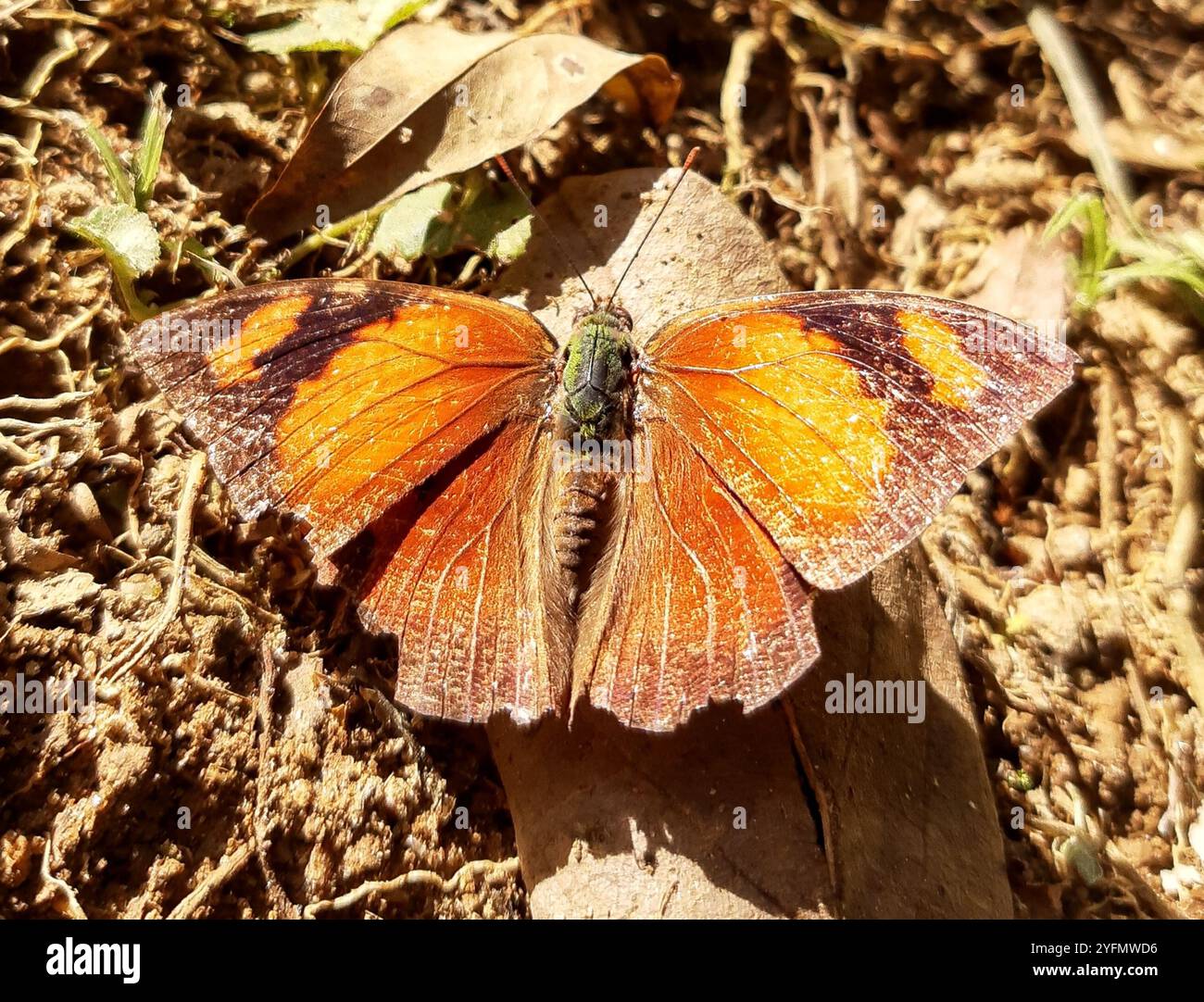 Flamingo Leafwing (Fountainea ryphea Stock Photo - Alamy
