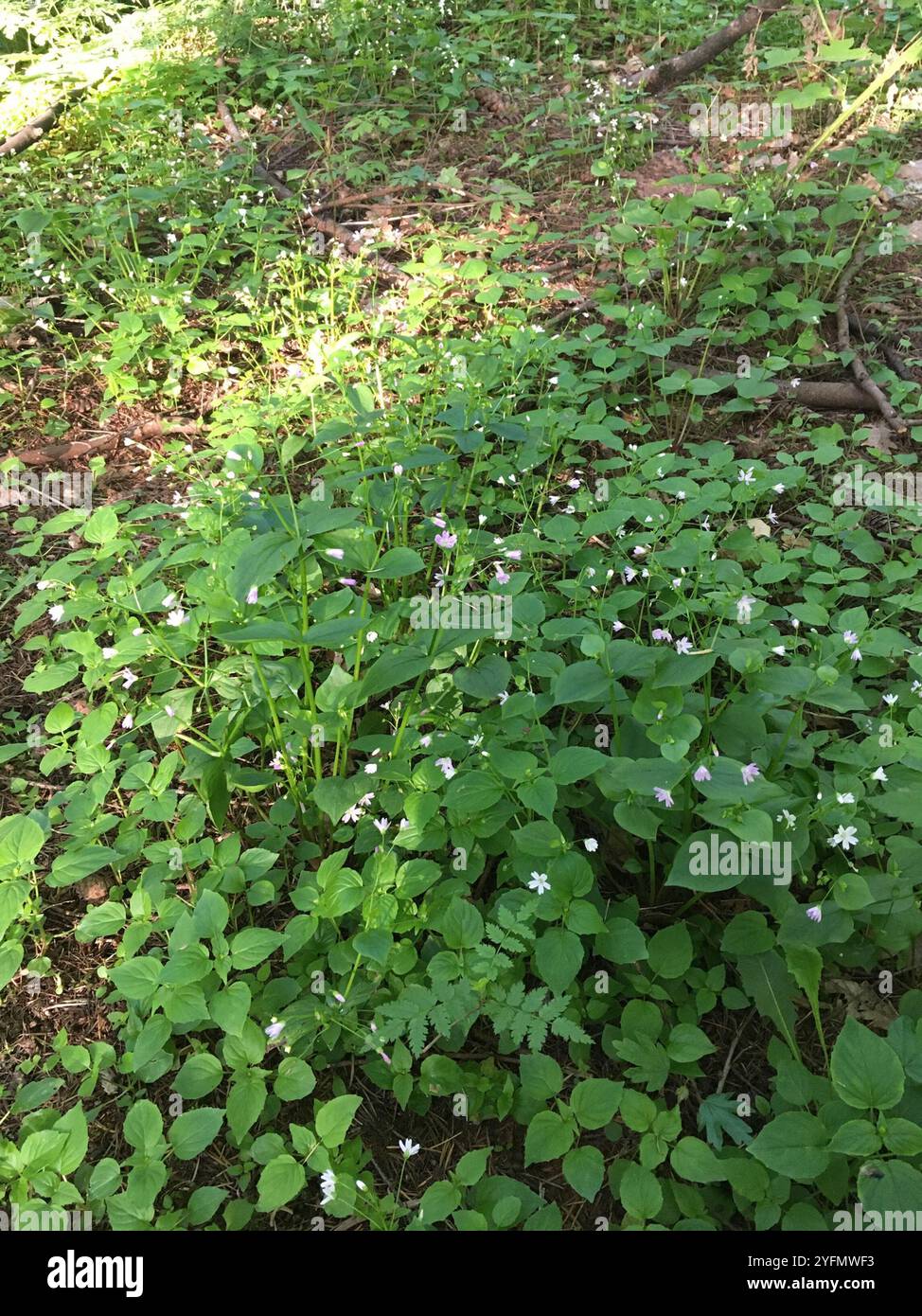 Candy Flower (Claytonia sibirica Stock Photo - Alamy