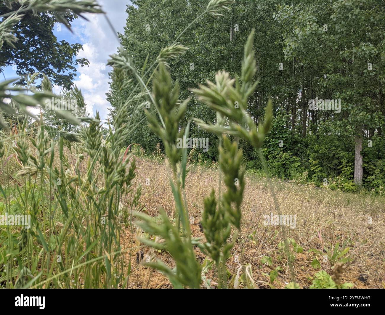 Common soft brome hi-res stock photography and images - Alamy