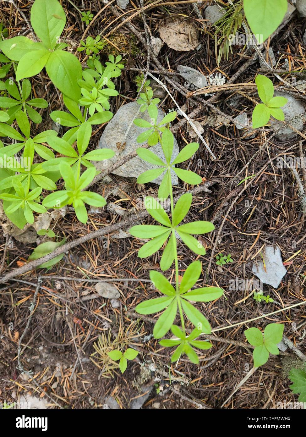 fragrant bedstraw (Galium triflorum Stock Photo - Alamy