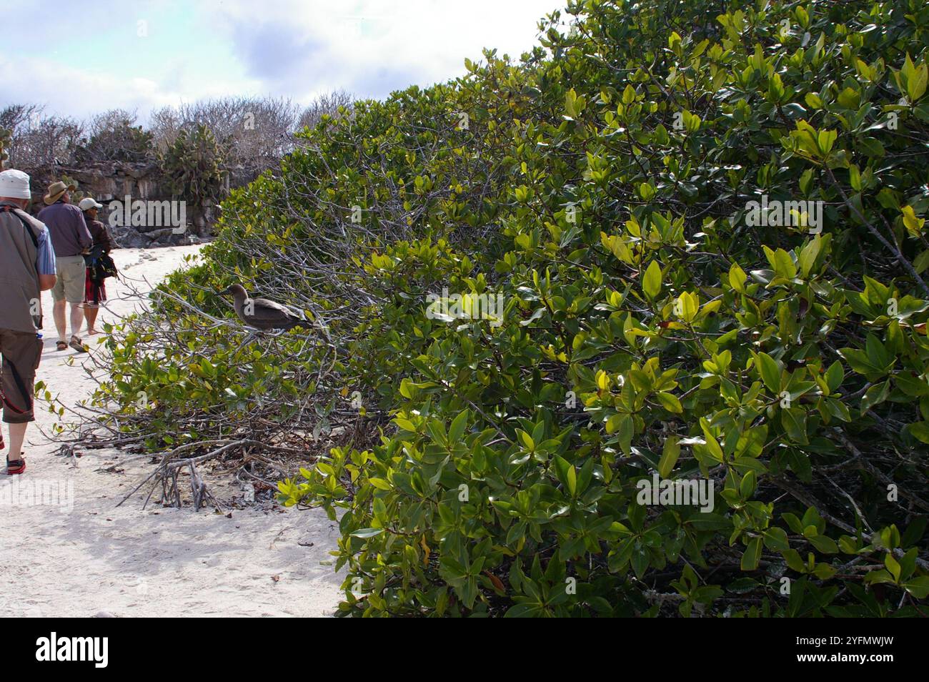 red mangrove (Rhizophora mangle Stock Photo - Alamy