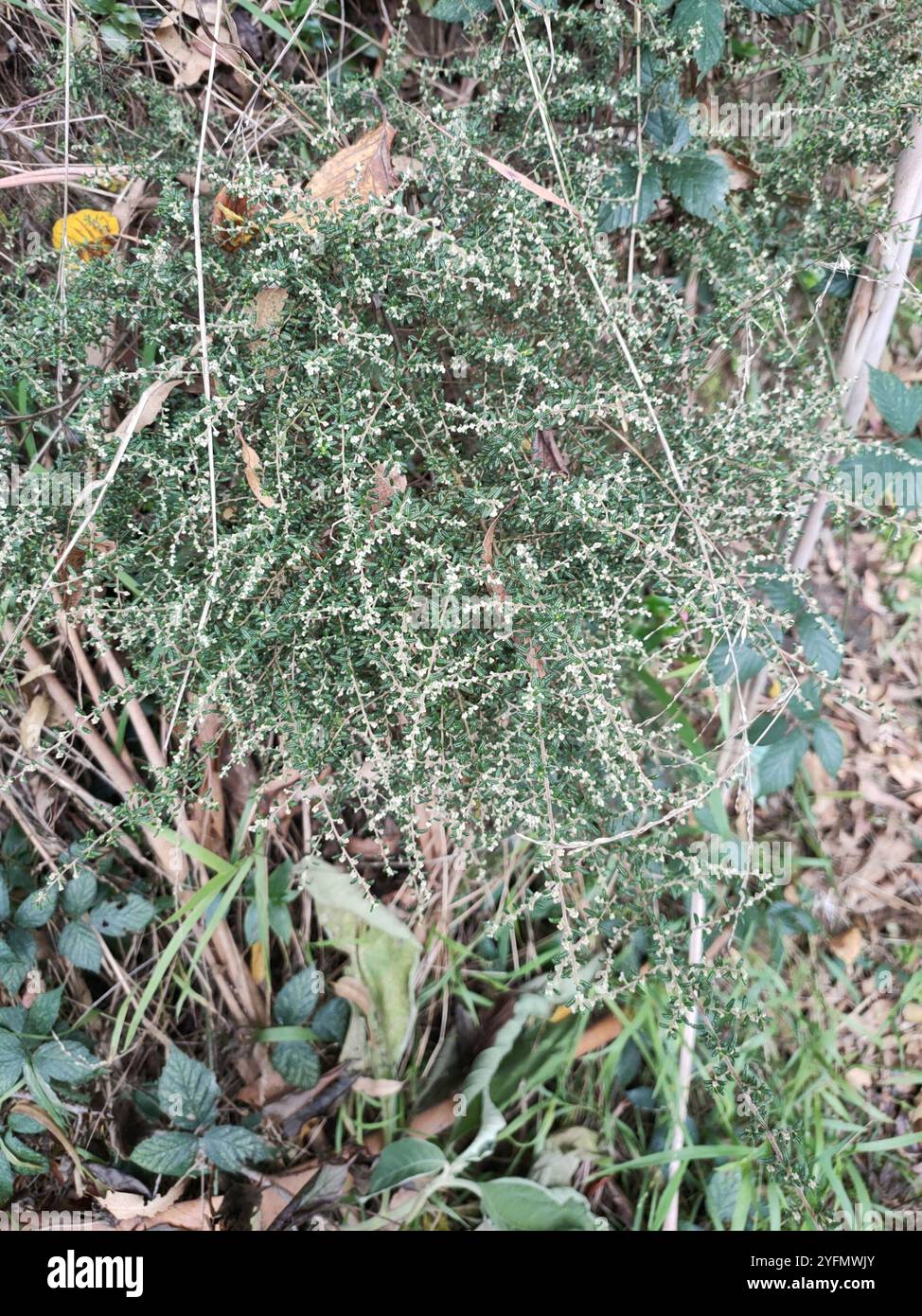 tauhinu (Pomaderris amoena Stock Photo - Alamy